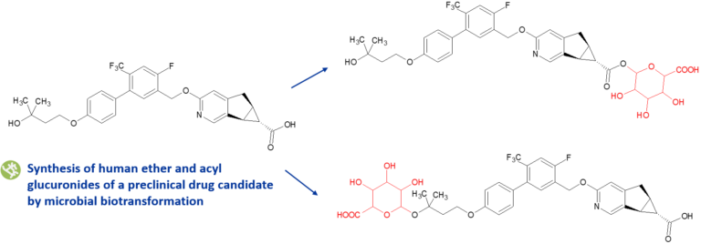 Acyl Glucuronides of Carboxylic acid-containing Drugs - Hypha Discovery