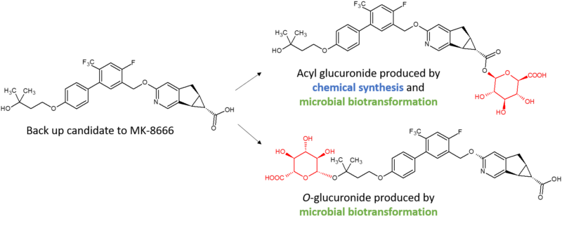 Glucuronide synthesis - Hypha Discovery