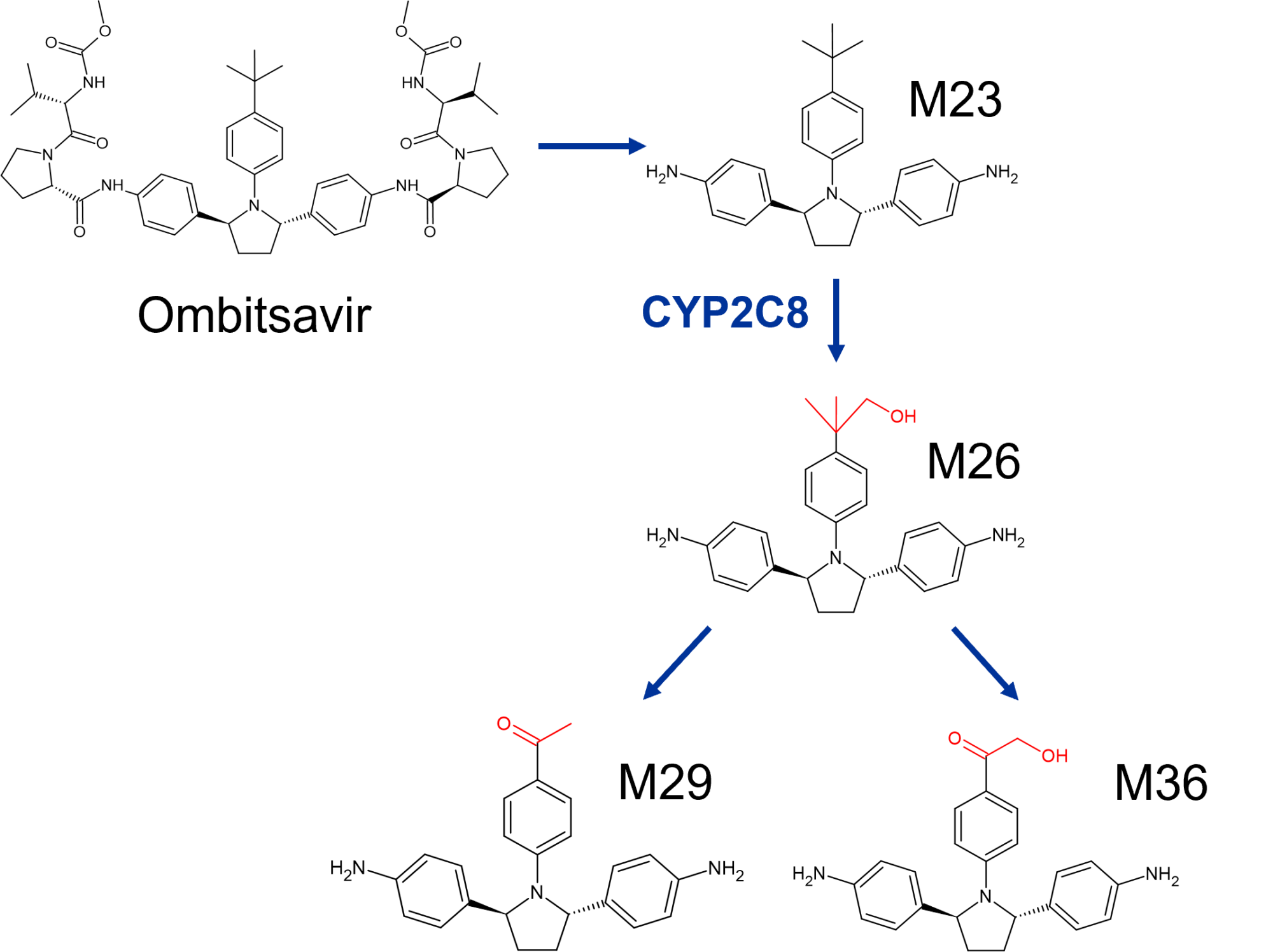 Metabolism of t-butyl groups in drugs - Hypha Discovery Blogs