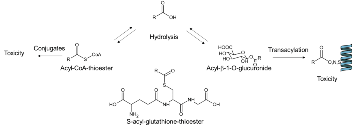 Bioisosteres that influence metabolism - Hypha Discovery Blogs