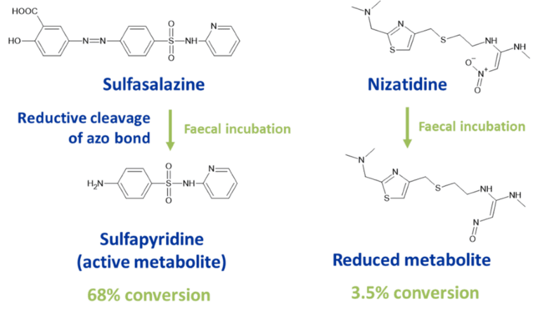 Q3 2022 Newsletter - Gut metabolites and unexpected conjugates - Hypha ...