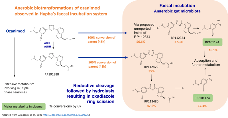 Gut Metabolites - Hypha Discovery