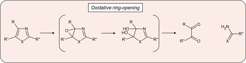 Metabolism of five membered nitrogen containing heterocycles - Hypha ...
