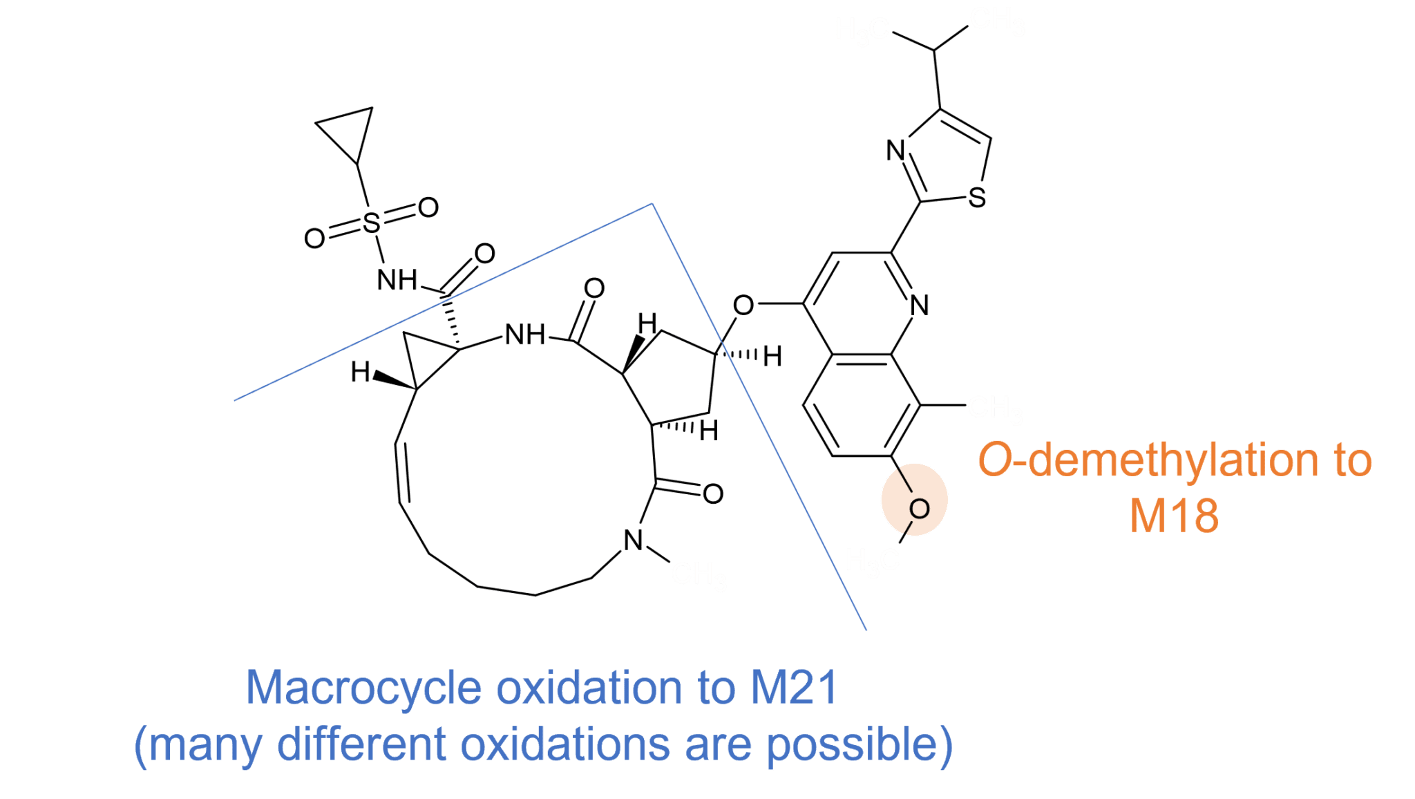 Metabolism of macrocyclic drugs - Hypha Discovery Blogs