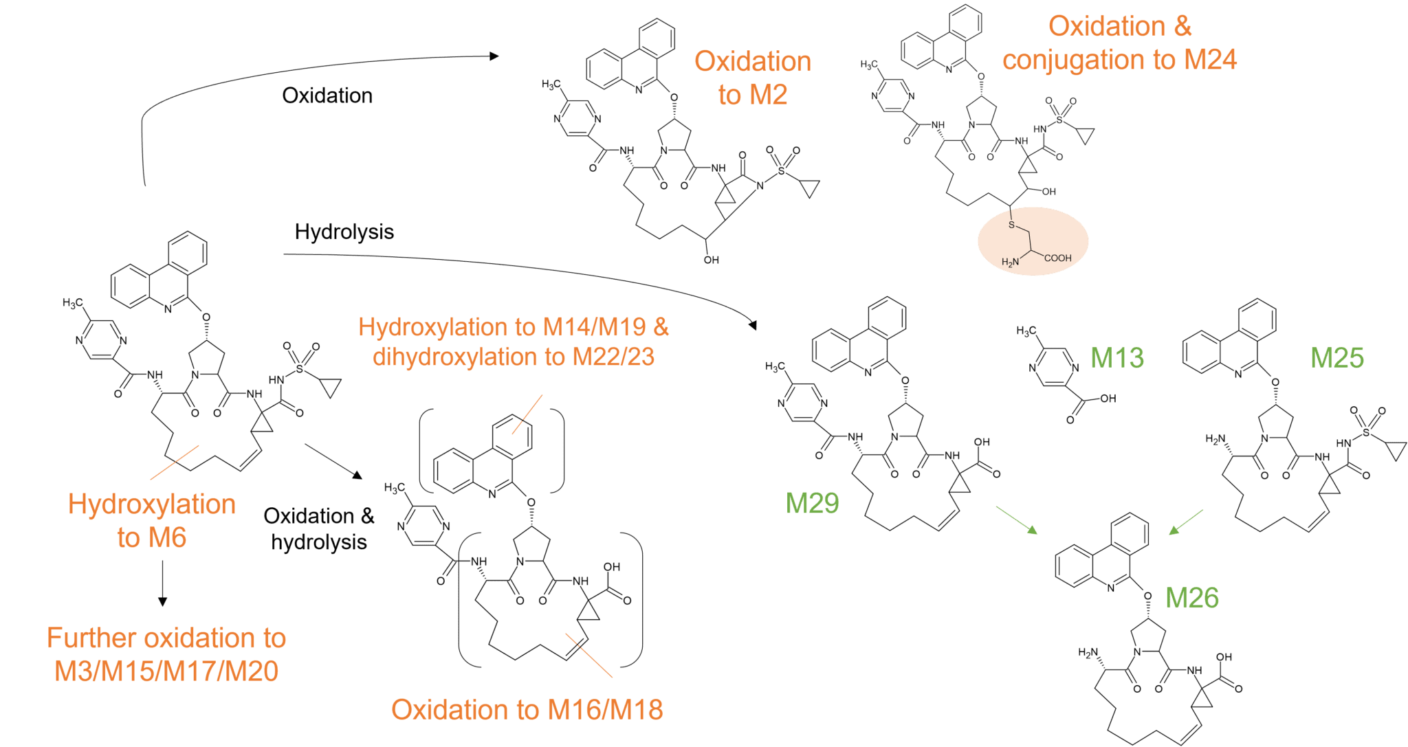 Metabolism of macrocyclic drugs - Hypha Discovery Blogs