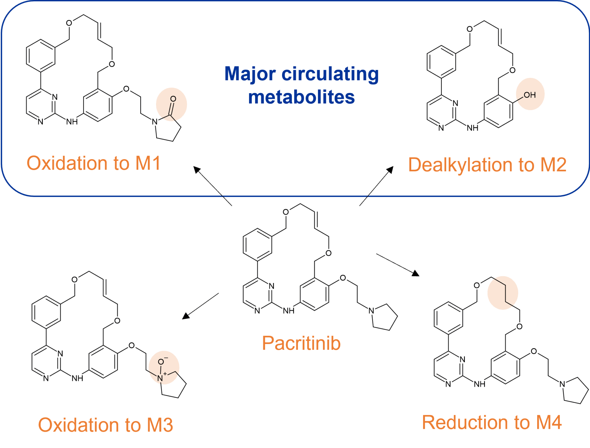 Metabolism of macrocyclic drugs - Hypha Discovery Blogs