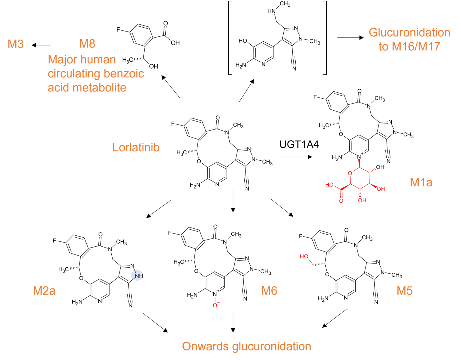 Metabolism of macrocyclic drugs - Hypha Discovery Blogs