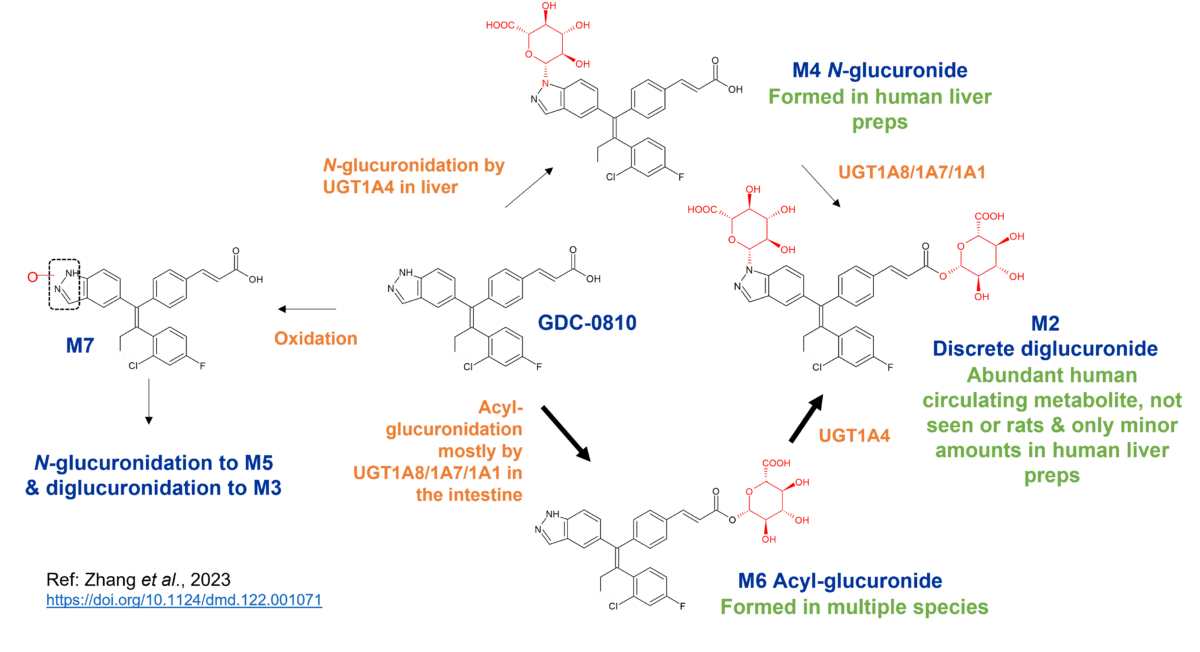 Major Human Circulating Diglucuronide of GDC-0810 - Hypha Discovery