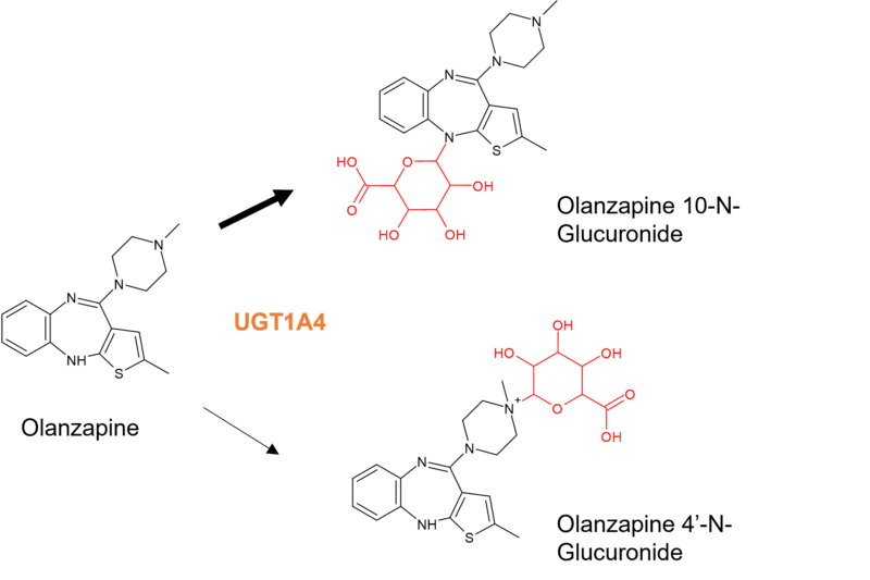 N-glucuronidation: the human element - Hypha Discovery Blogs