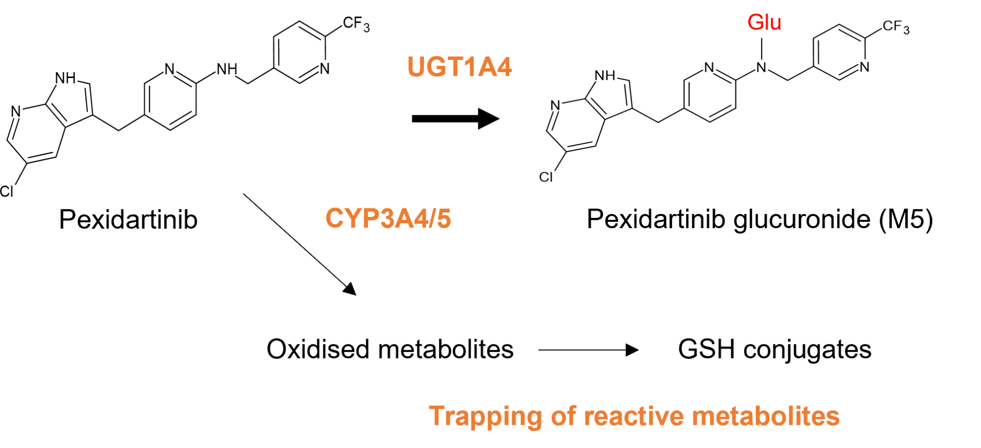 N-glucuronidation: the human element - Hypha Discovery Blogs