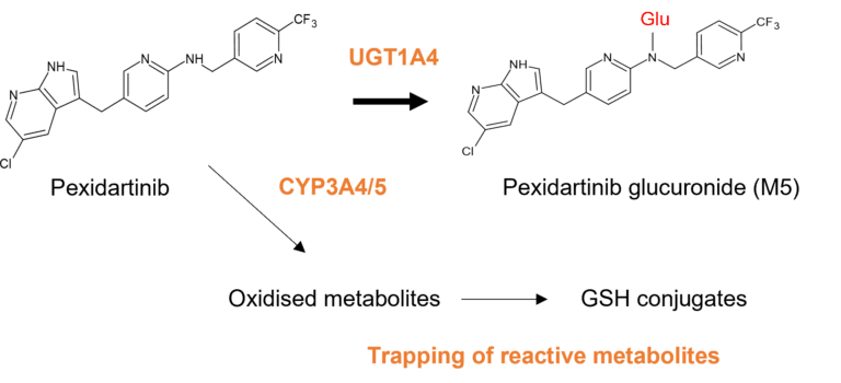 N-glucuronidation: the human element - Hypha Discovery Blogs