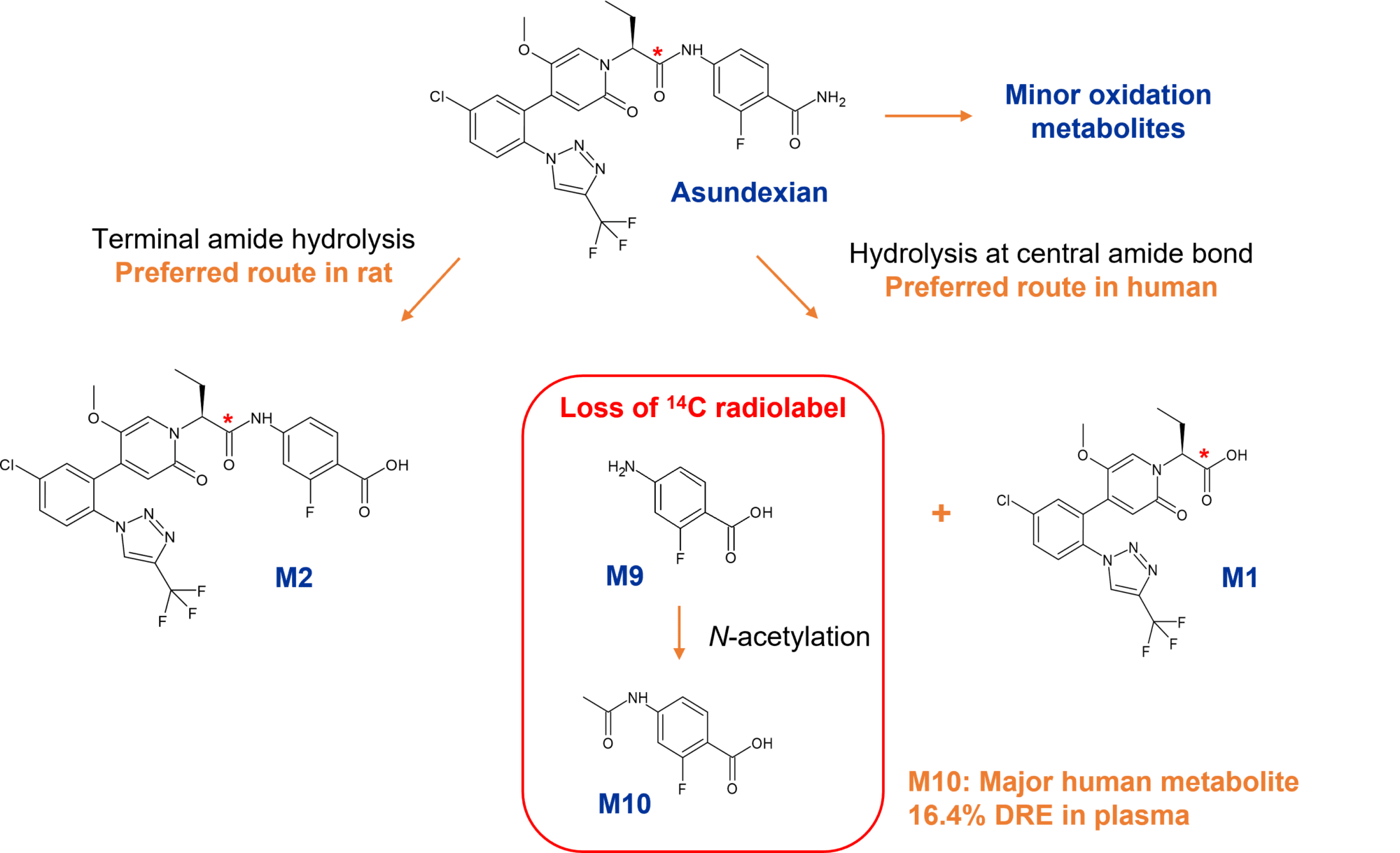 Metabolism-mediated loss of radiolabel - Hypha Discovery