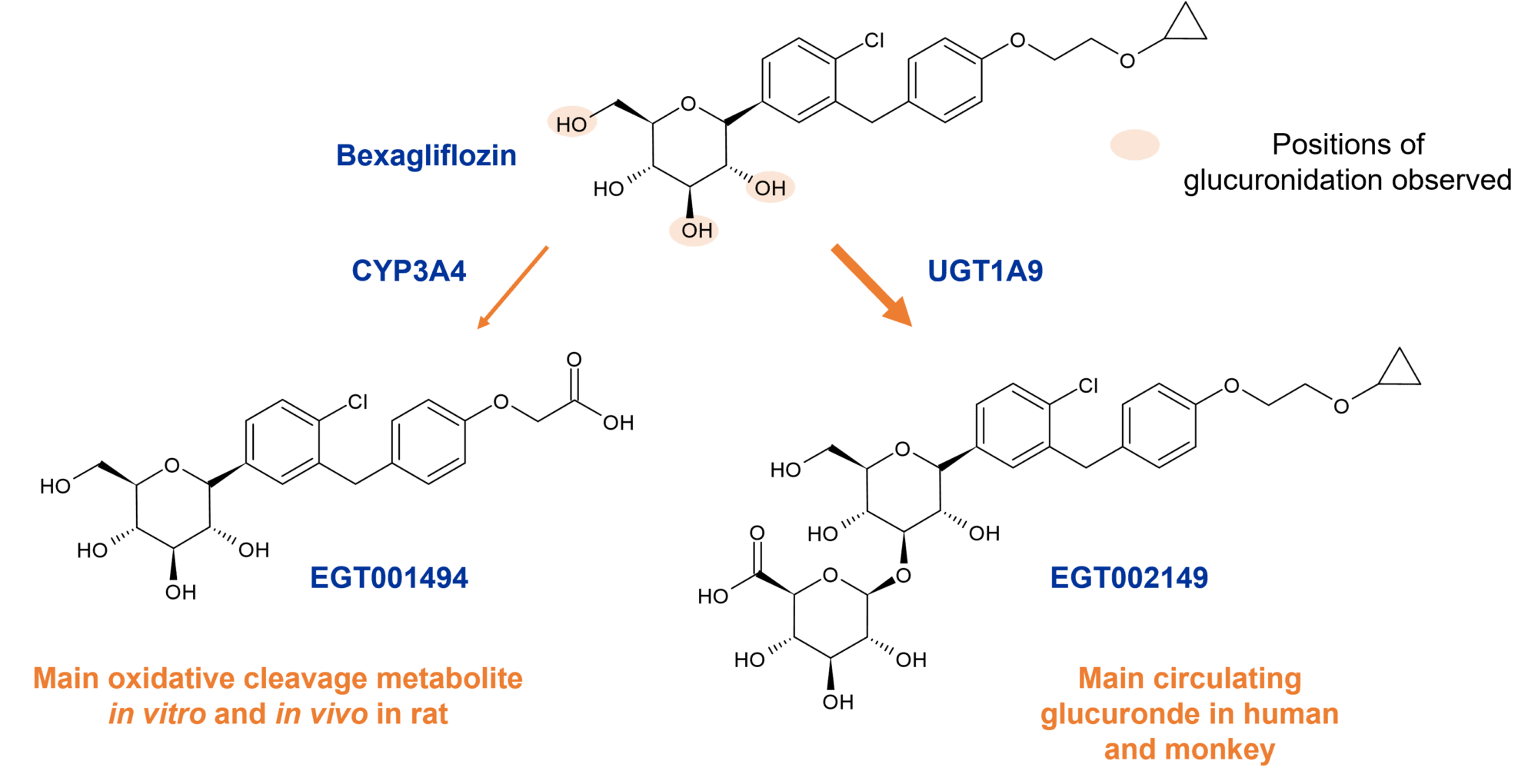 Metabolism of 2023 FDA Approved Small Molecules - PART 2 - Hypha ...