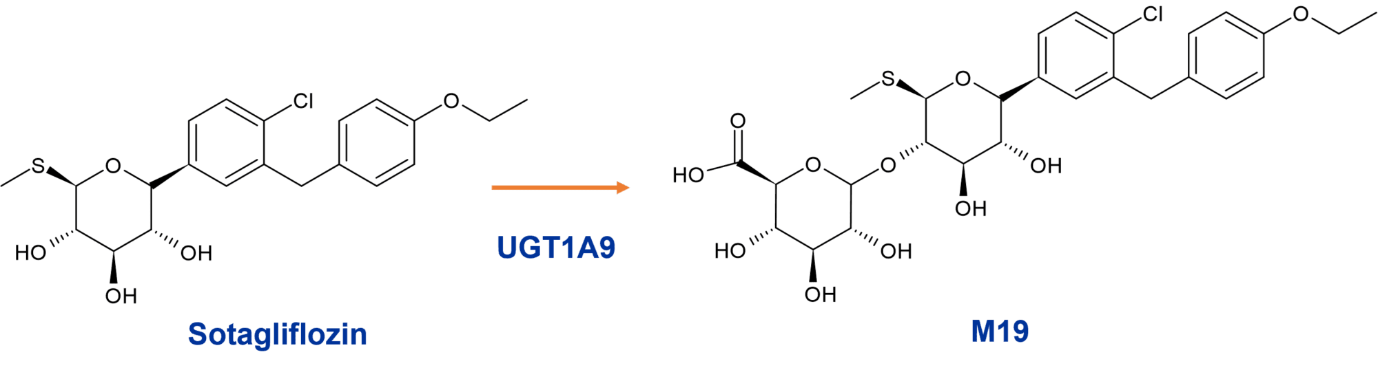 Metabolism of 2023 FDA Approved Small Molecules - PART 2 - Hypha ...
