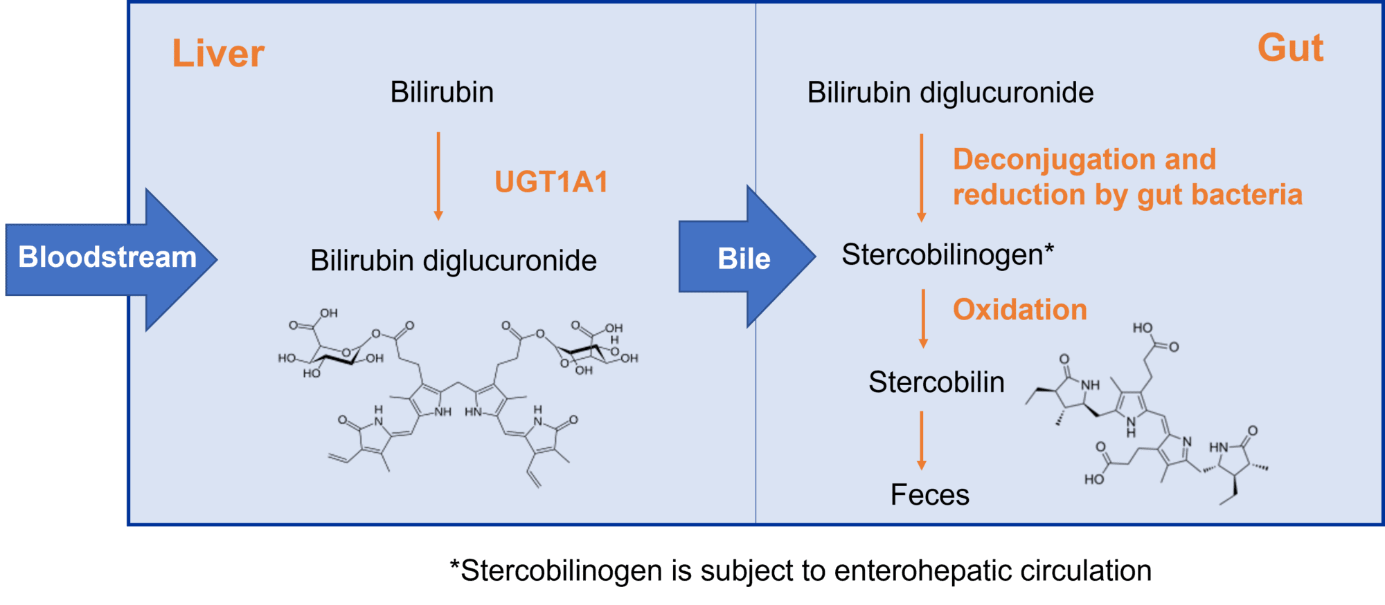 Novel stercobilin metabolites of inavolisib