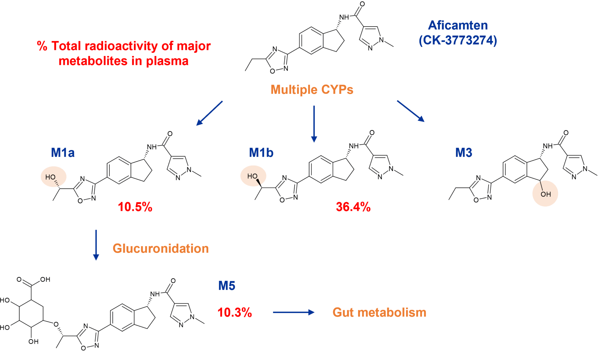 Major biotransformation routes of aficamten