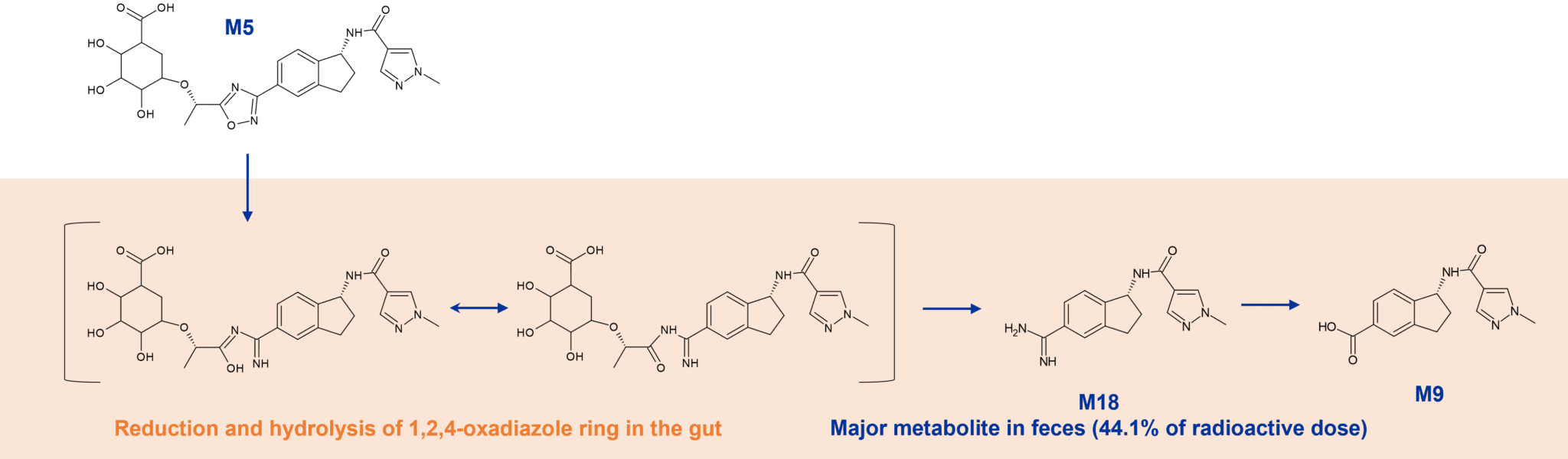 Major biotransformation routes of aficamten