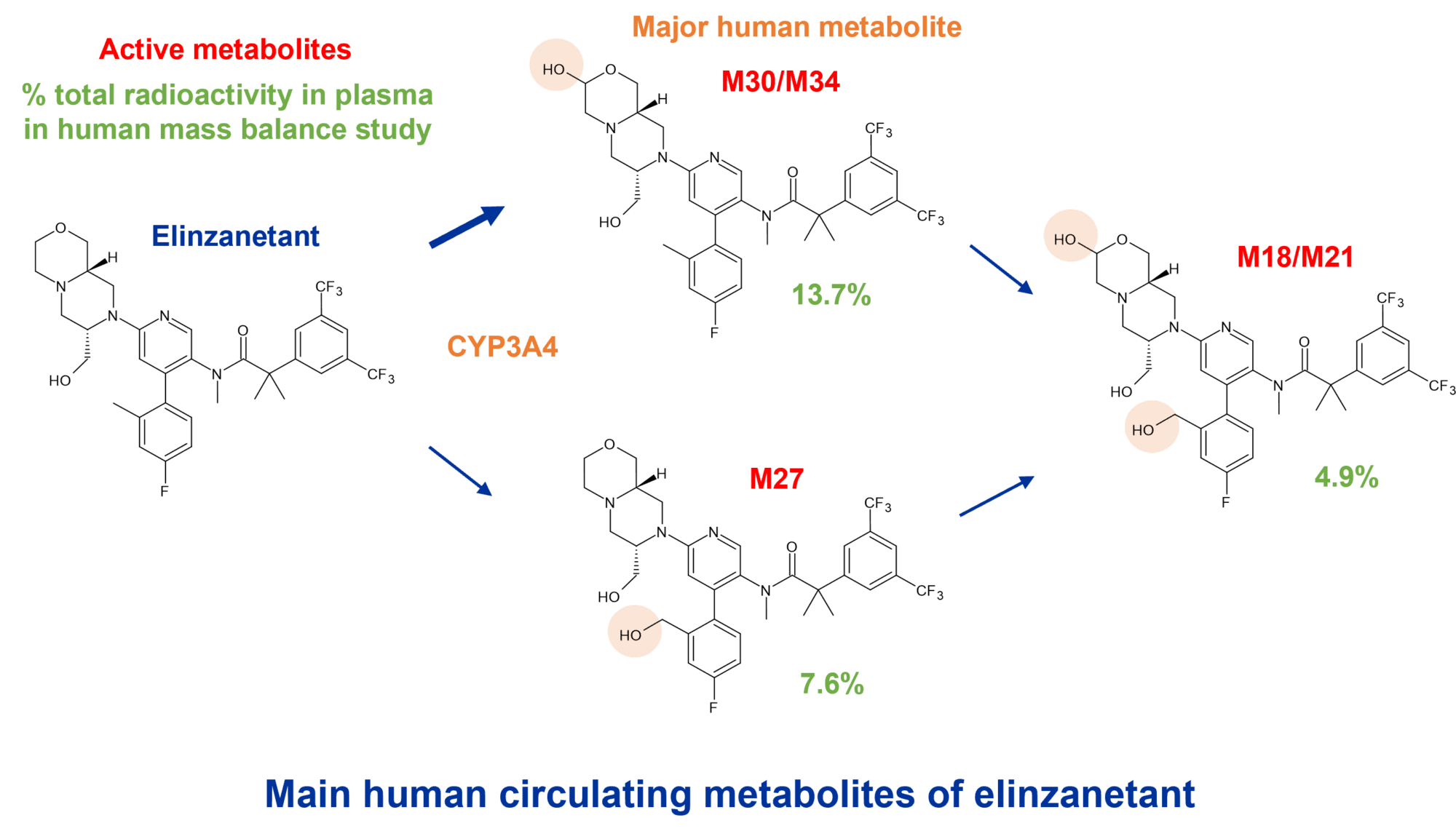 Oxidative biotransformation of elinzanetant to 3 active metabolites