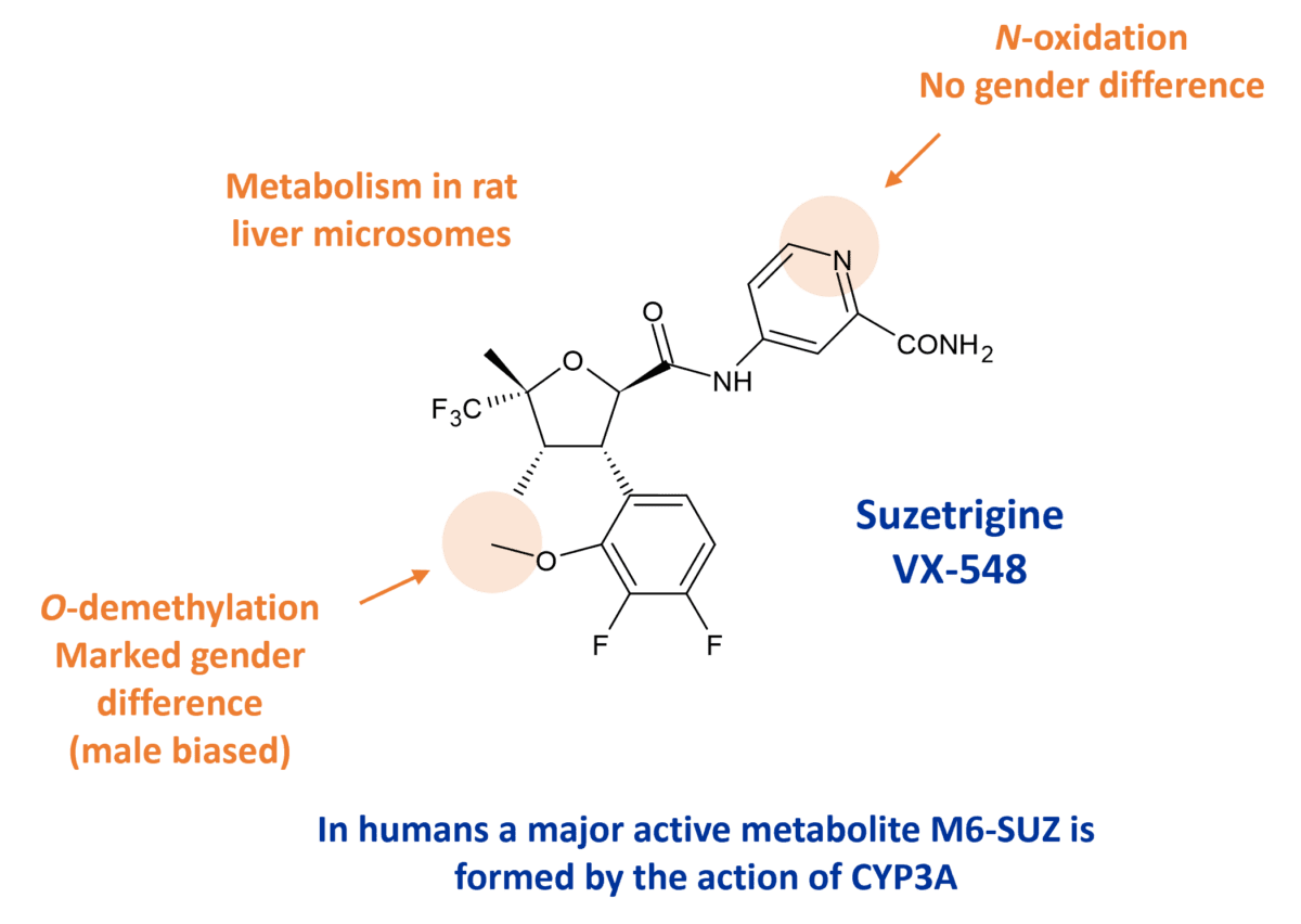 Metabolism of the new pain drug Suzetrigine
