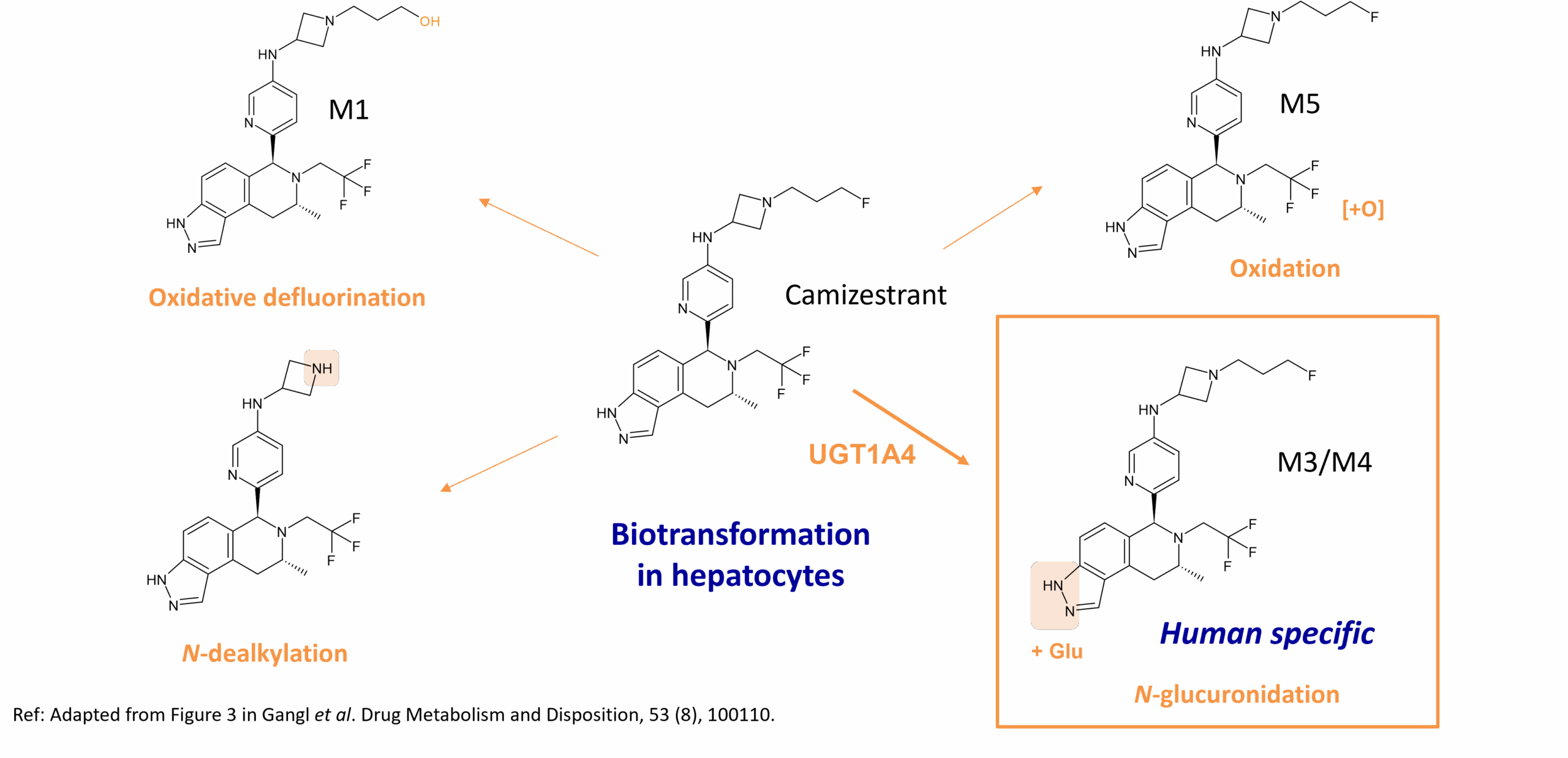 Prediction of Camizestrant human PK from integration of ADME studies ...